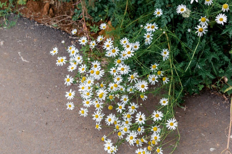 Wild Chamomile Along the Path of a Field, Matricaria Chamomilla Stock ...