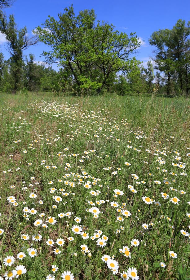 Wild Chamomile in a Field in a Summer Forest Stock Image - Image of ...