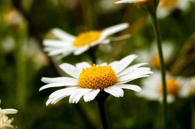 Wild Chamomile Flower Close-up with Blurred Background Photography ...
