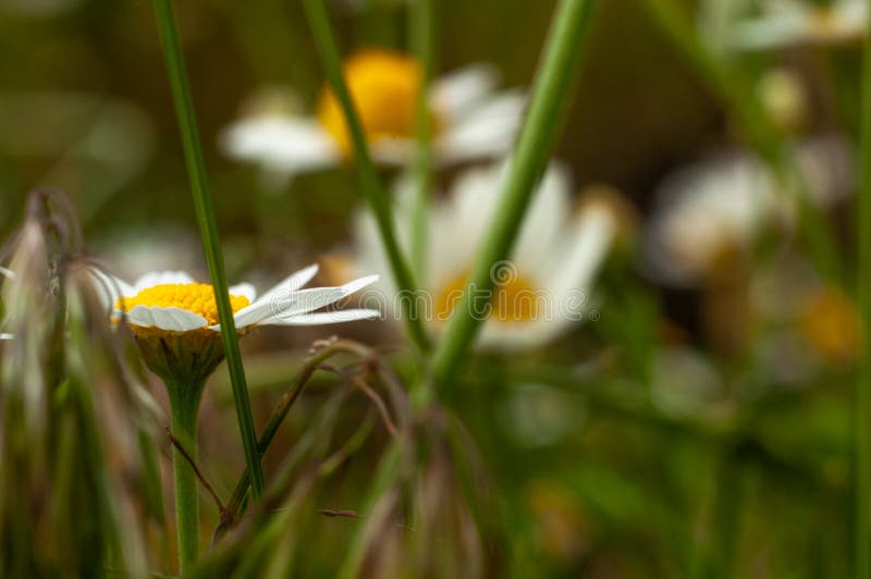Wild Chamomile Flower Close-up with Blurred Background Photography ...