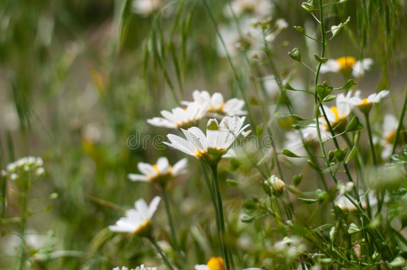 Wild Chamomile Flower Close-up with Blurred Background Photography ...