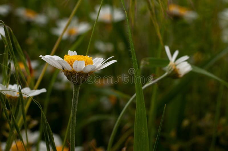 Wild Chamomile Flower Close-up with Blurred Background Photography ...