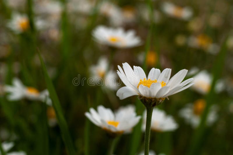 Wild Chamomile Flower Close-up with Blurred Background Photography ...