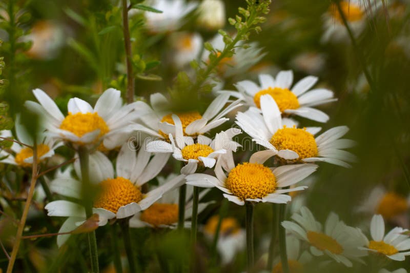 Wild Chamomile Flower Close-up with Blurred Background Photography ...