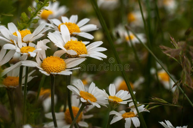 Wild Chamomile Flower Close-up with Blurred Background Photography ...