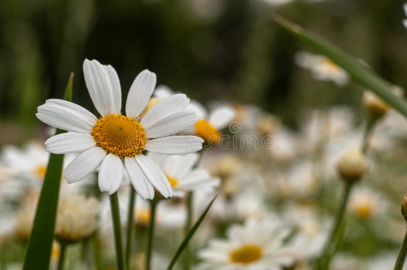 Wild Chamomile Flower Close-up with Blurred Background Photography ...