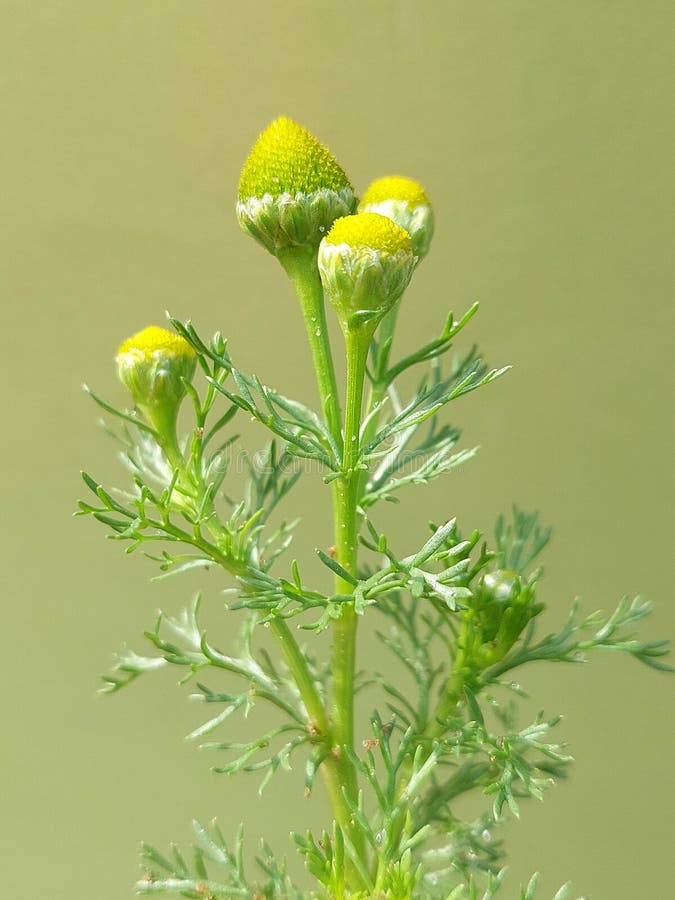 Wild Chamomile (Matricaria Discoidea) Stock Photo - Image of species ...