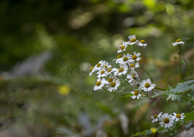 Wild chamomile plant stock photo. Image of field, blossom - 258259958