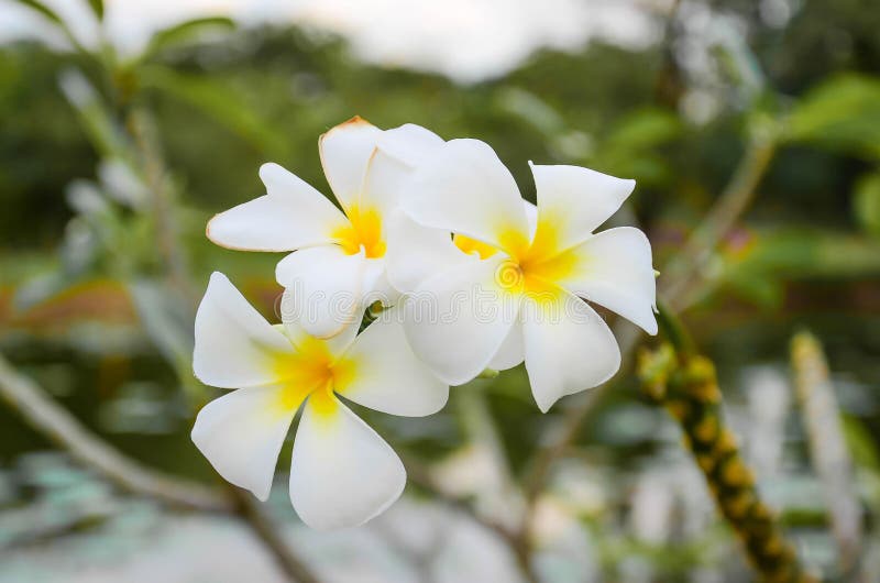 Champak flower on tree stock photo. Image of blooming - 180418788