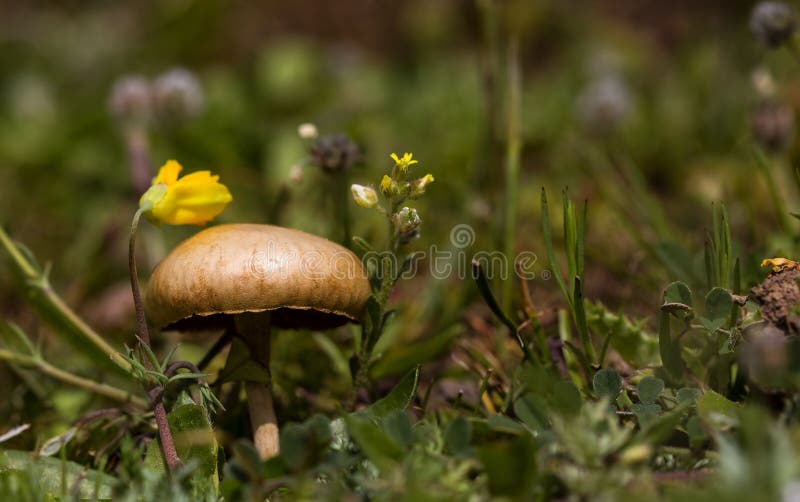 Wild champinjon fotografering för bildbyråer. Bild av closeup - 69672251