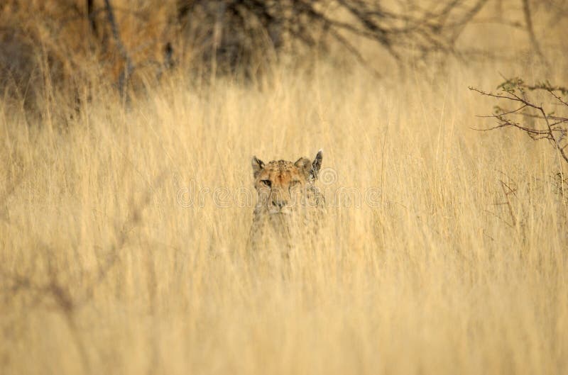 Wild cheetah in grass stock photo. Image of spotted, cheetah - 1010554