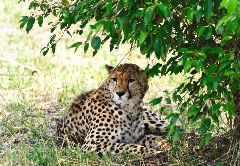 Wild Cheetah in Kenya stock photo. Image of wilderness - 25743072