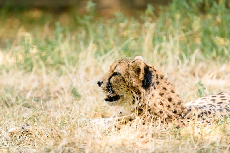 Wild Cheetah in Savannah stock photo. Image of masai - 63827442
