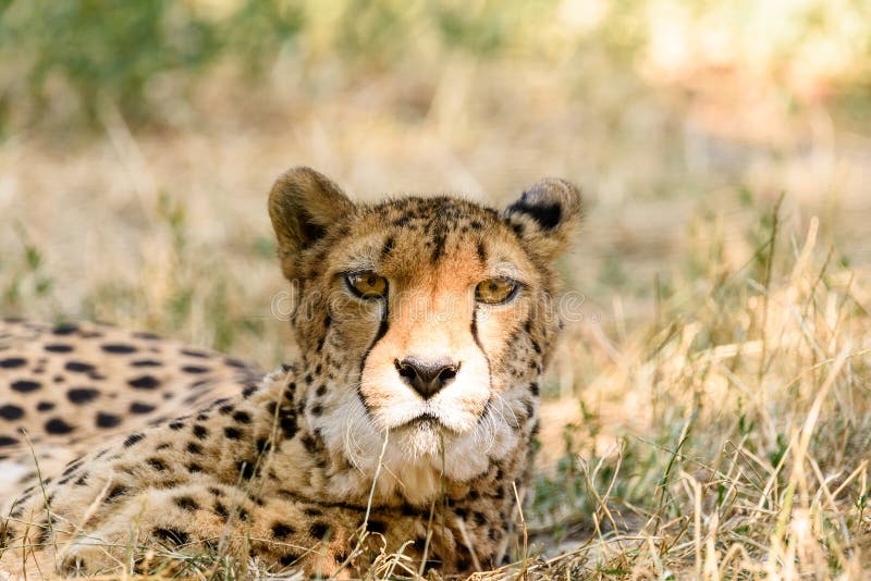 Wild Cheetah in Savannah stock image. Image of fast, feline - 63827571