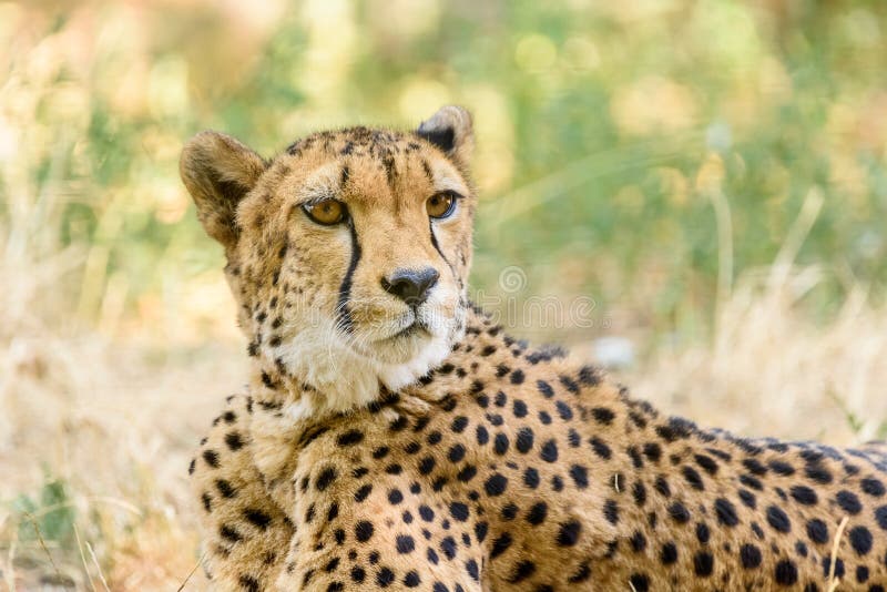 Wild Cheetah in Savannah stock photo. Image of nature - 63842298