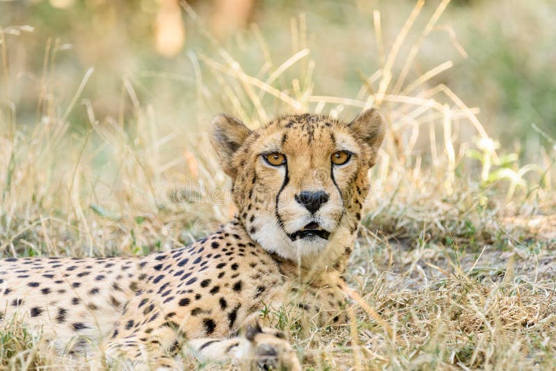 Wild Cheetah in Savannah stock photo. Image of beautiful - 63842314