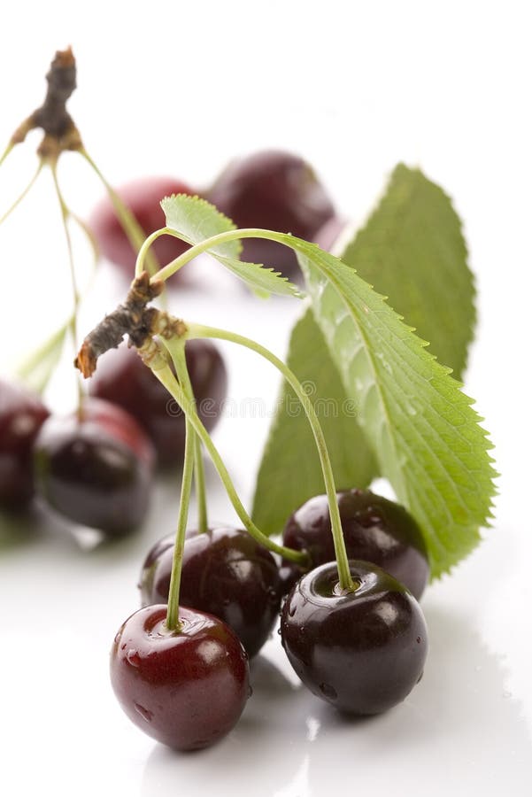 Wild cherry stock image. Image of natural, blossom, beautiful - 10567543