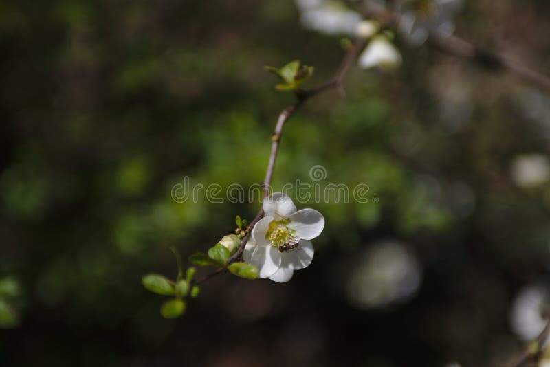 A Wild Cherry Blossoms Tree in Spring Stock Image - Image of fruit ...
