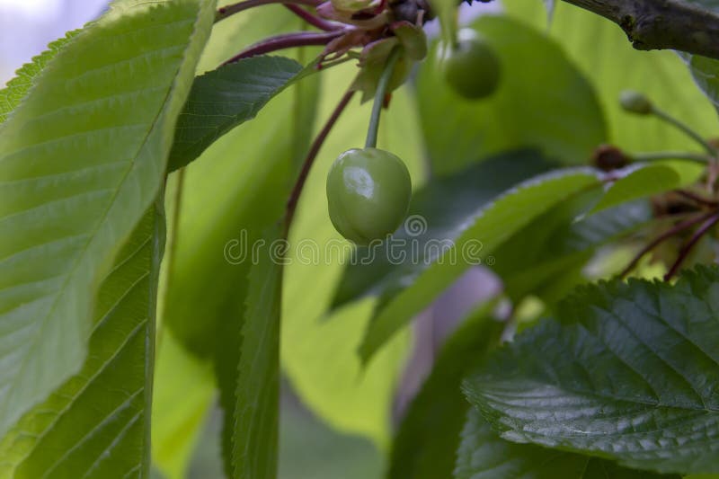 Wild cherry green fruit stock image. Image of fruit - 272951175