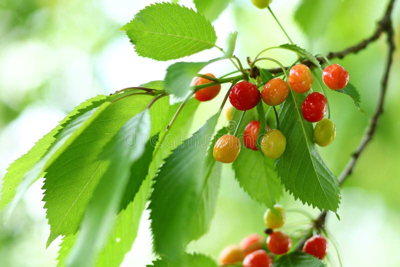 Wild cherry grow on a tree stock image. Image of closeup - 253947423