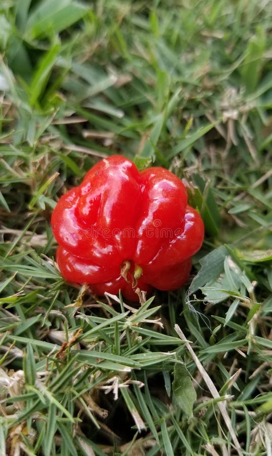 A Wild Cherry Laying on the Ground. Stock Photo - Image of wild, laying ...