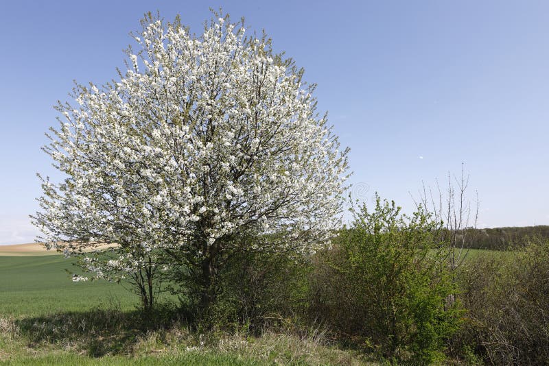 A Wild Cherry Tree in Bloom, when Spring Begins in Lower Austria Stock ...