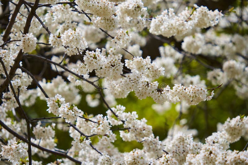 Wild cherry tree blossom stock image. Image of seasonal - 248923391