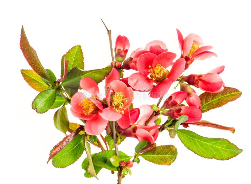 Wild Cherry Tree Blossom White Background Spring Flowers Stock Image ...