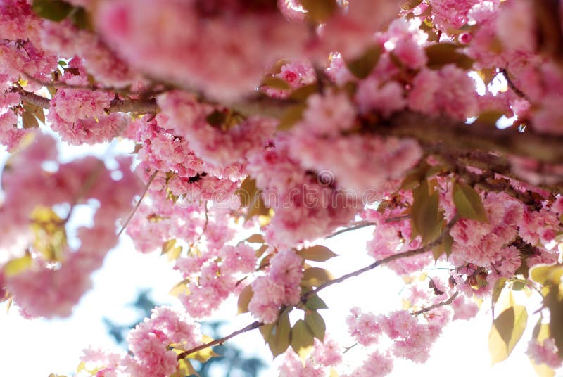 Wild Cherry Tree in Pink Blossom Late Spring Stock Photo - Image of ...