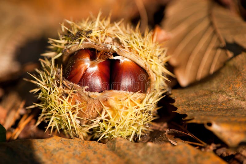Chestnuts on the Forest Floor in Autumn Stock Photo - Image of natural ...