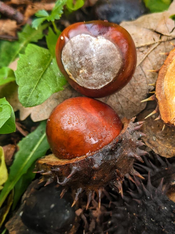 Wild Chestnut - Aesculus Hippocastanum Lin. Stock Image - Image of wild ...