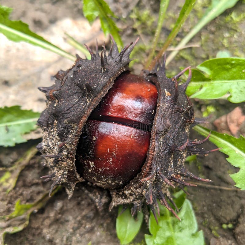 Wild Chestnut - Aesculus Hippocastanum Lin. Stock Photo - Image of ...