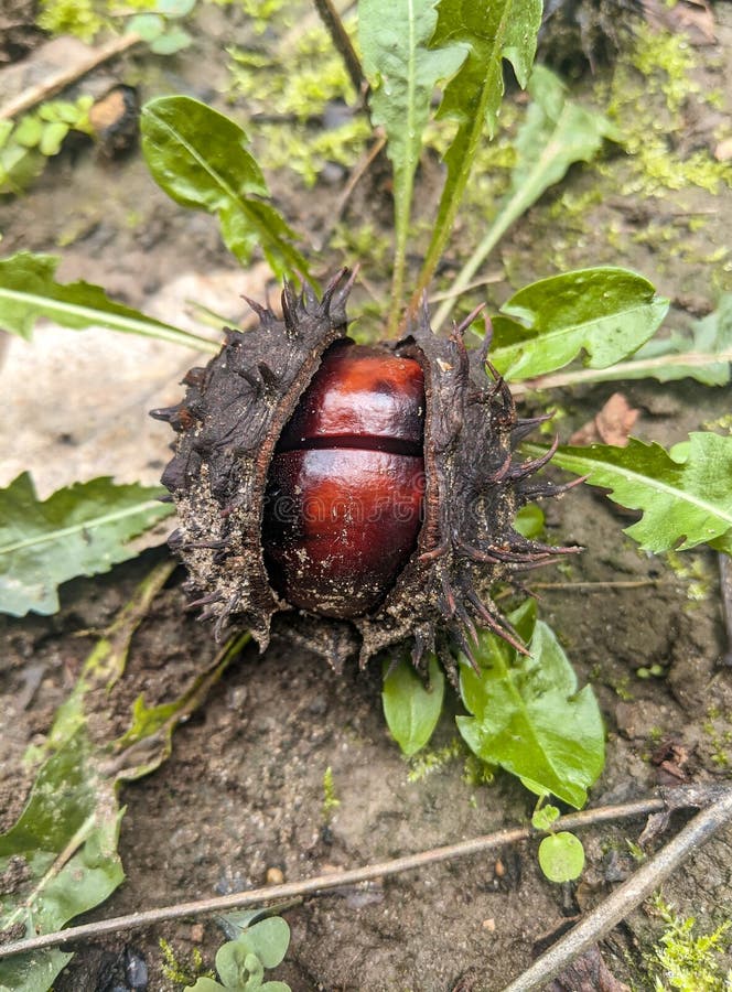 Wild Chestnut - Aesculus Hippocastanum Lin. Stock Image - Image of ...