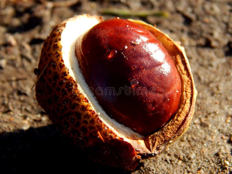 Wild Chestnut Nut on the Ground Close Up Stock Image - Image of green ...