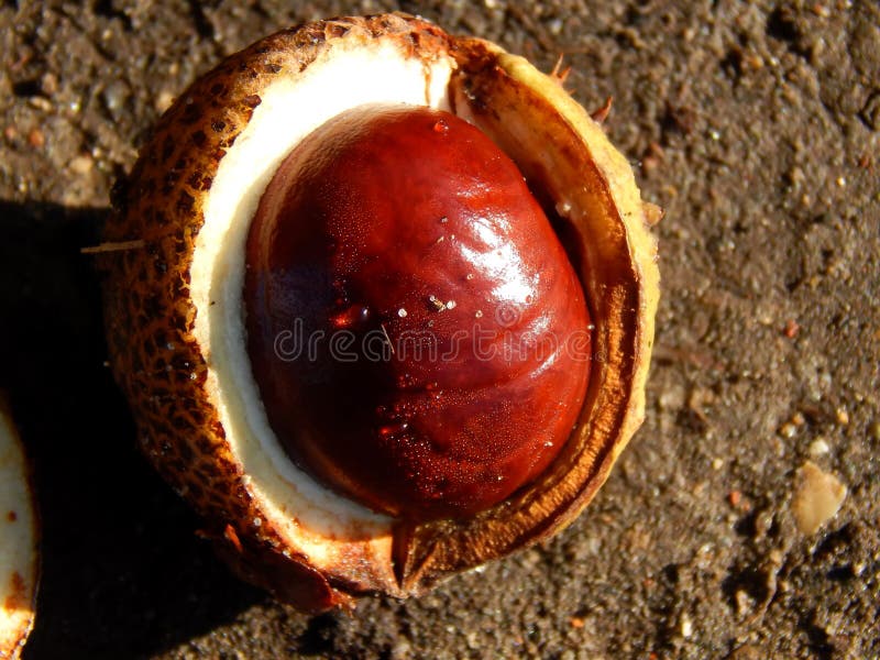 Wild Chestnut Nut on the Ground Close Up Stock Photo - Image of detail ...