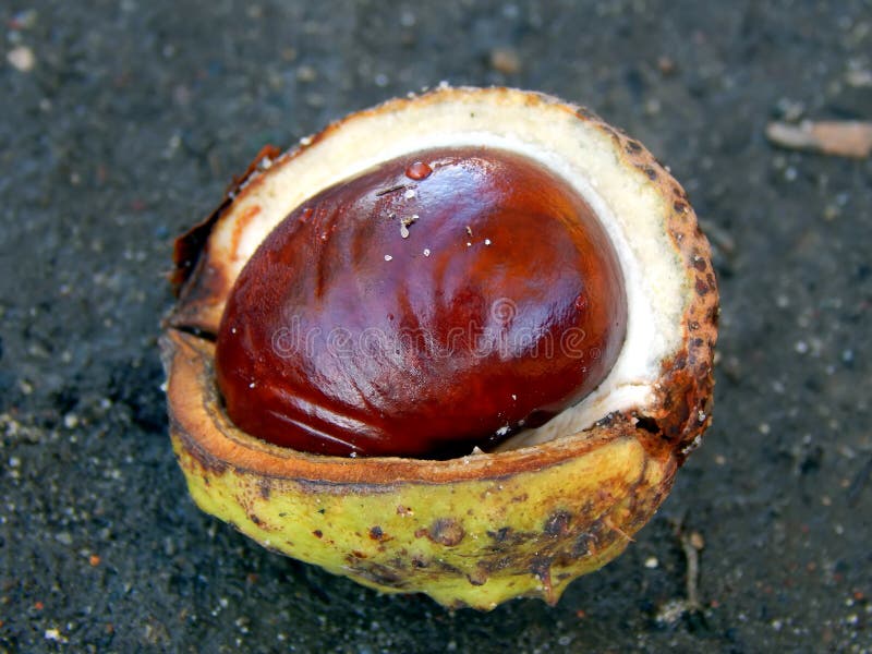 Wild Chestnut Nut on the Ground Close Up Stock Photo - Image of botany ...
