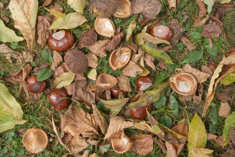 Wild chestnuts stock photo. Image of stem, pharmacy, prickly - 16121118
