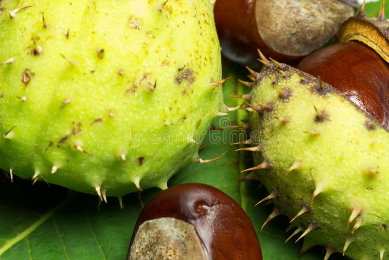 Big Wild Chestnuts Close Up on a Brunch in an Opened Spiky Shell ...