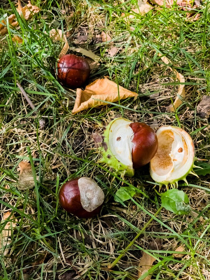 Wild Chestnuts Fallen Green Grass Forest Stock Photos - Free & Royalty ...