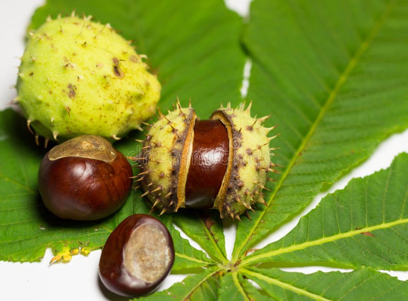 Wild chestnuts stock image. Image of fall, closeup, natural - 60099567