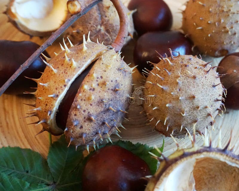 Wild Chestnuts with Spiked Nutshells Stock Image - Image of wild ...