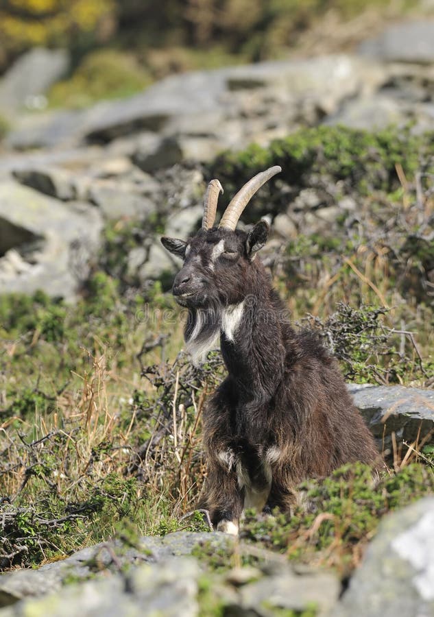 Wild Cheviot Goat stock image. Image of england, devon - 14456131
