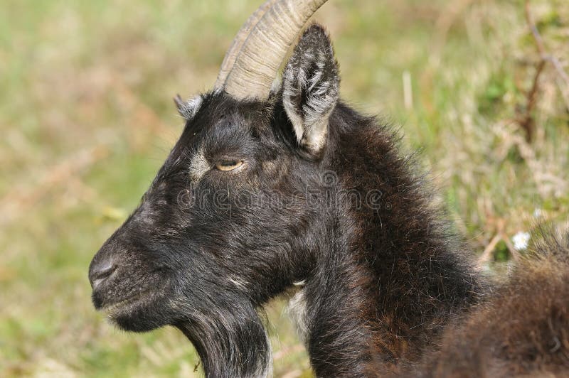 Wild Cheviot Goat stock photo. Image of rocks, upland - 15693026
