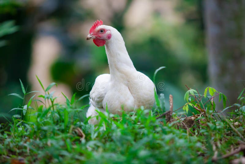 Chickens in bamboo cage stock image. Image of bamboo - 21678323