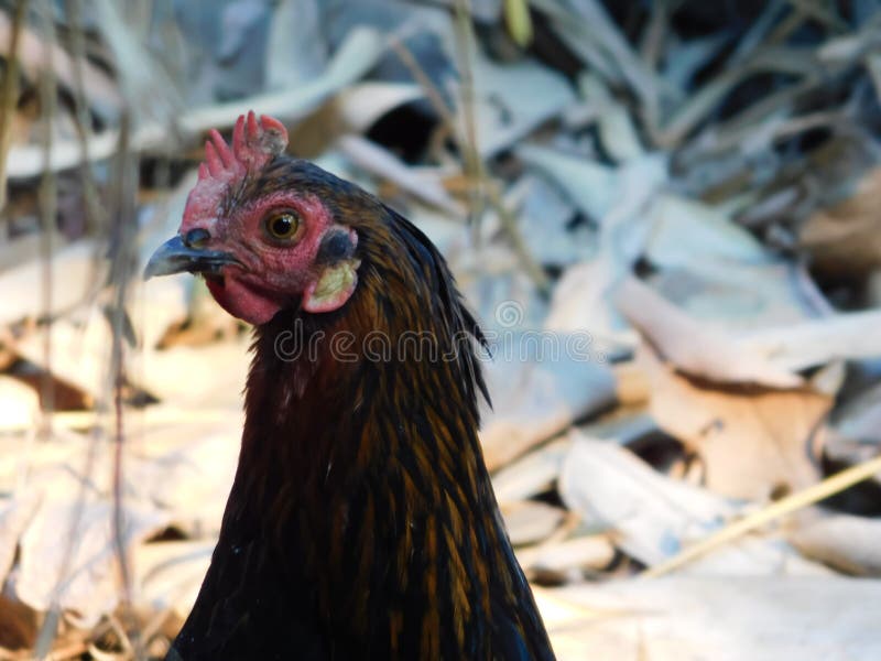 Chicken Life Forage in Nature Stock Photo - Image of left, black: 55750696
