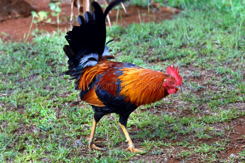 16+ Wild chickens Free Stock Photos - StockFreeImages