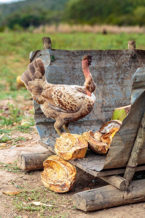 Wild chicken stock photo. Image of wild, animal, calm - 60207788