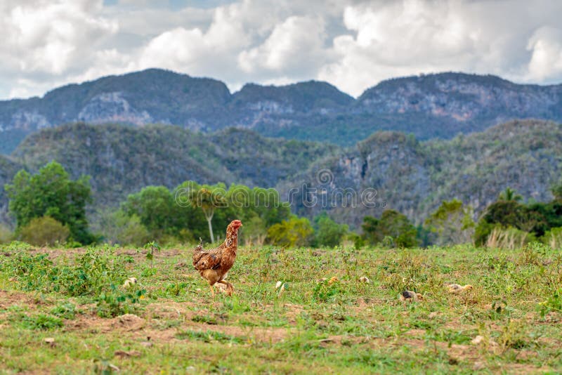 Wild chicken stock photo. Image of nature, green, animal - 60209816