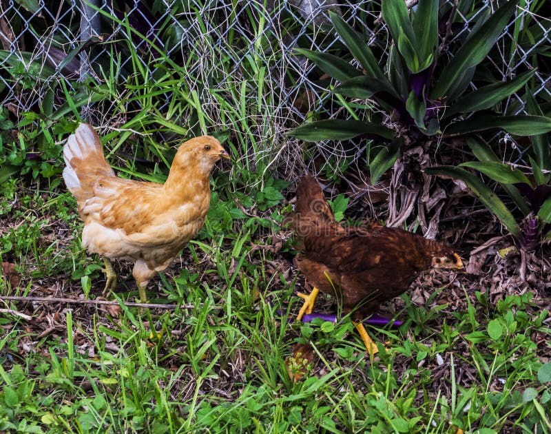 Chickens Running about in a Coop. Stock Photo - Image of chicken ...