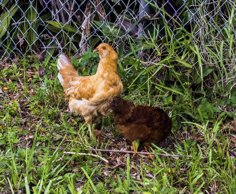 Chickens Running about in a Coop. Stock Photo - Image of chicken ...